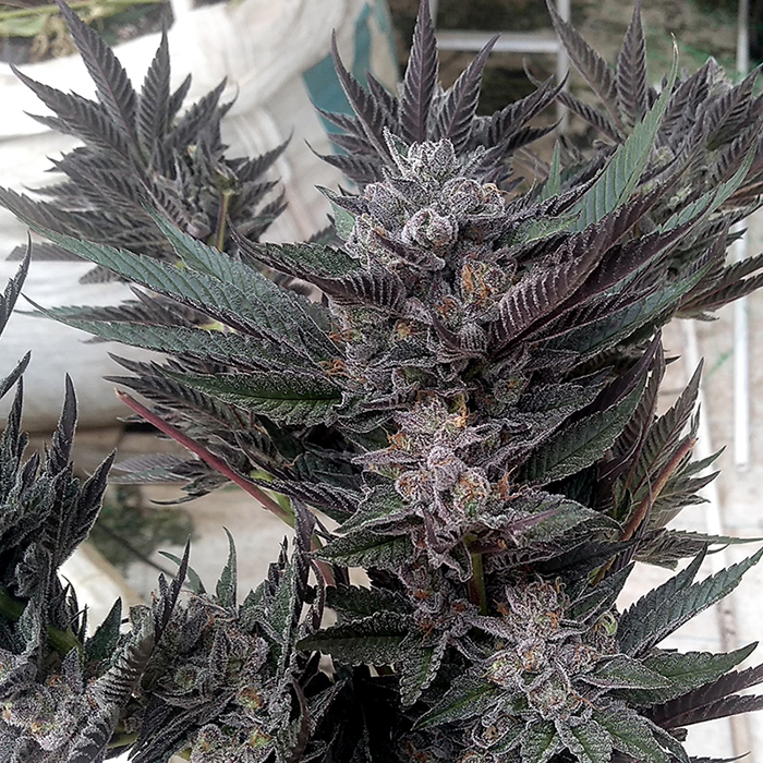 DON MEGA F2 BY SOLFIRE GARDENS - Plant A Seed With Us!