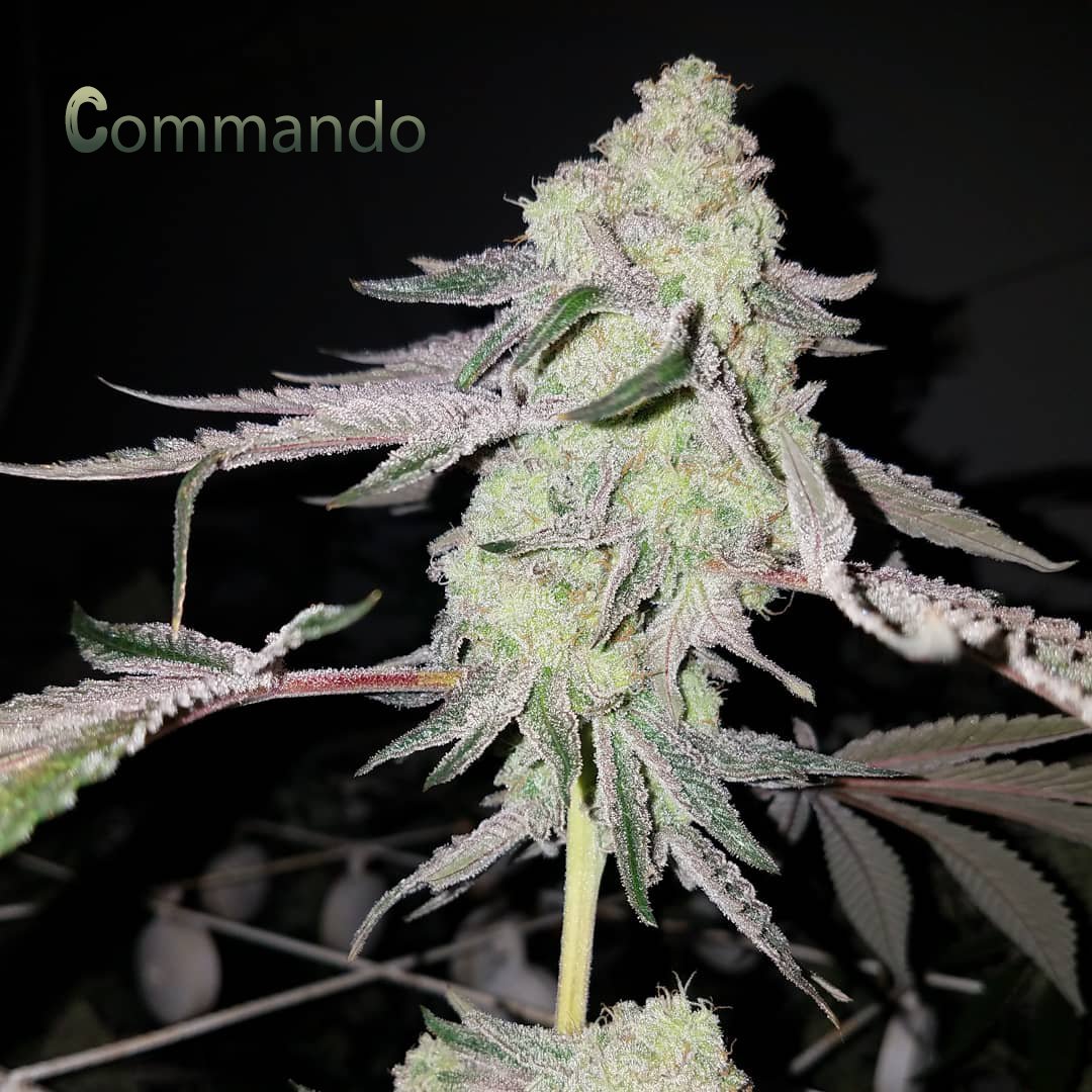 COMMANDO BY CAPULATOR *VAULT RELEASE* - Plant A Seed With Us!