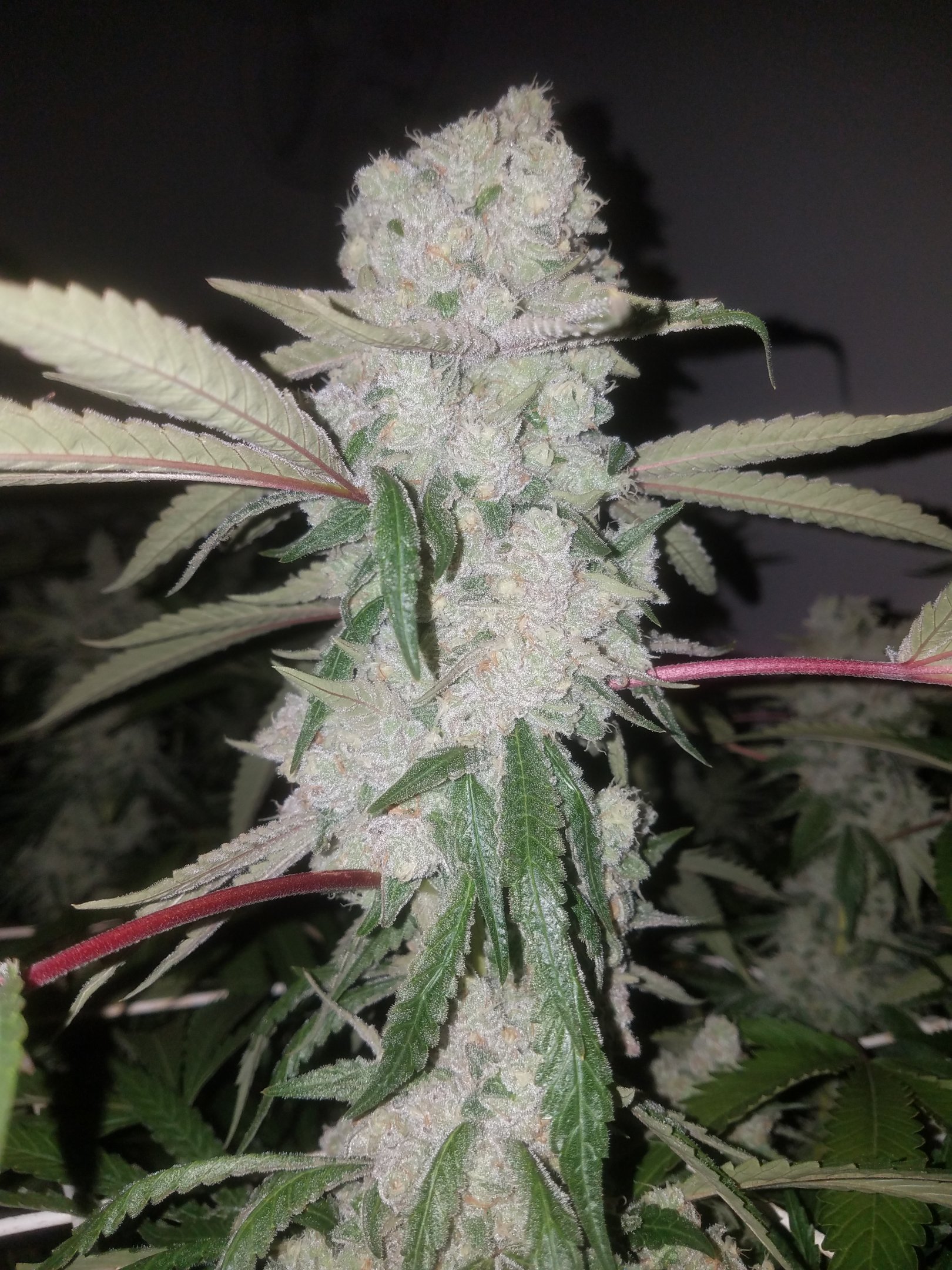 FROSTED CHEEKS BY CAPULATOR - Plant A Seed With Us!