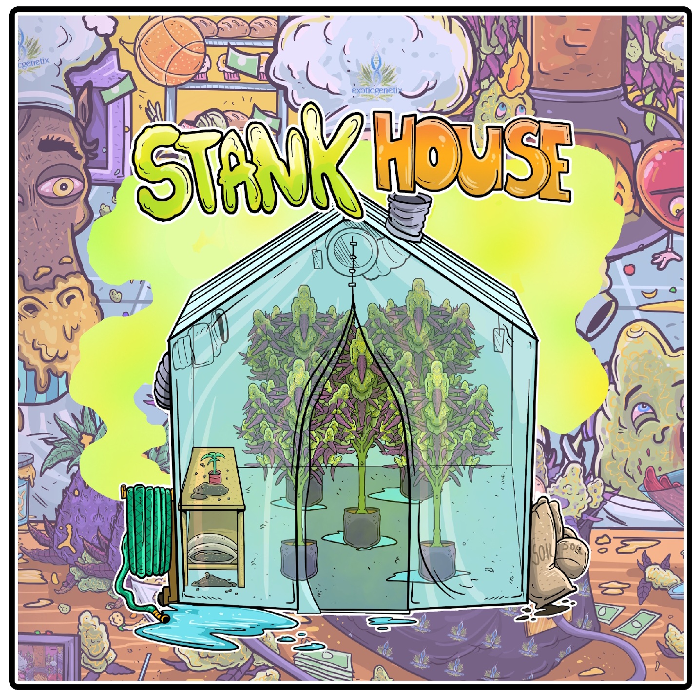 EXOTIC GENETIX STANK HOUSE FEM2