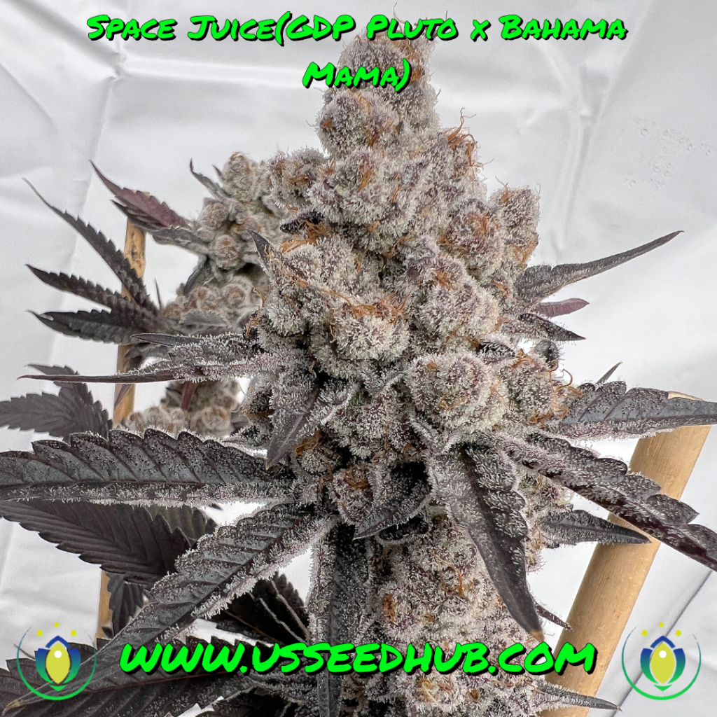 SPACE JUICE BY SOLFIRE GARDENS - Plant A Seed With Us!