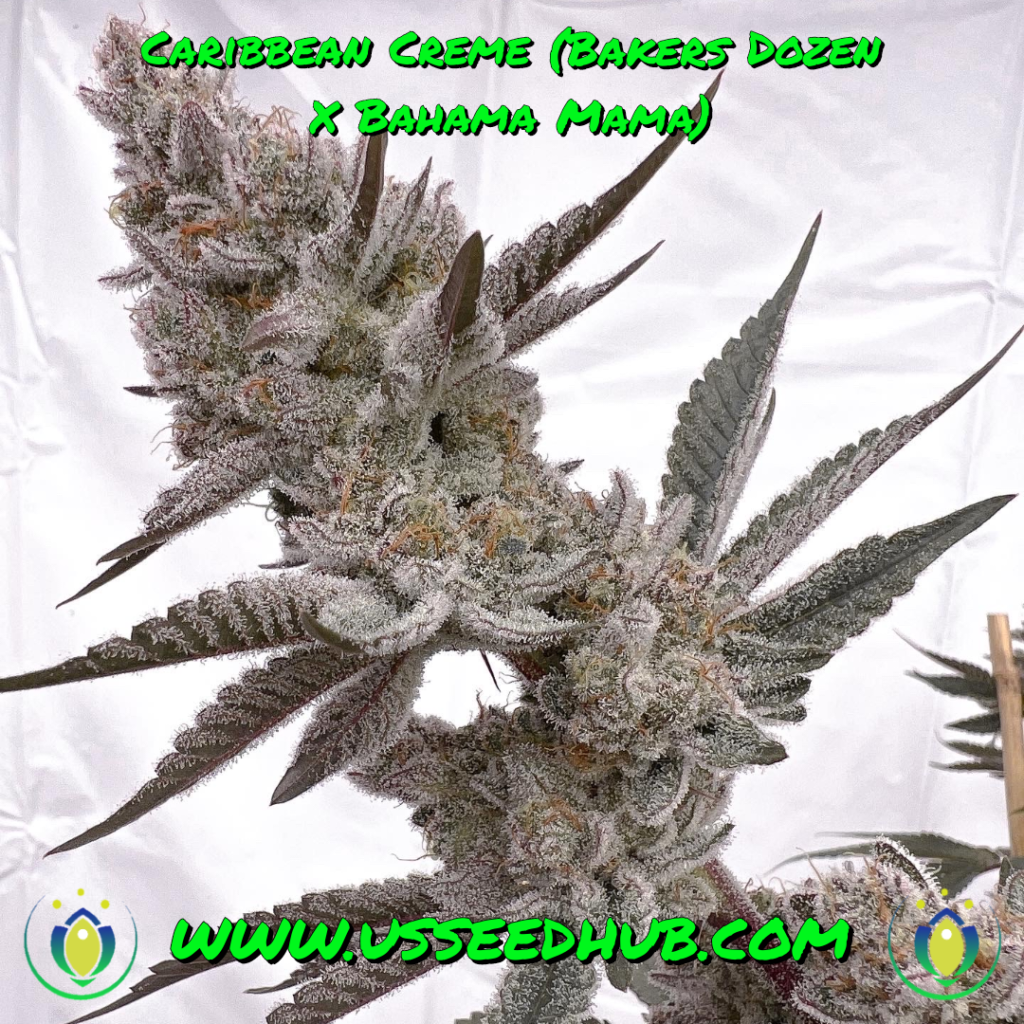 Solfire Gardens Don Mega Hybrids