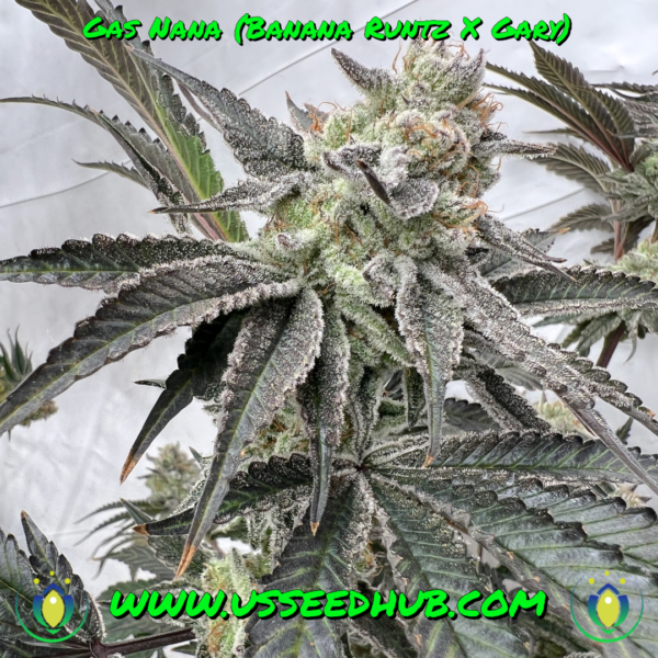 Solfire Gardens Don Mega Hybrids