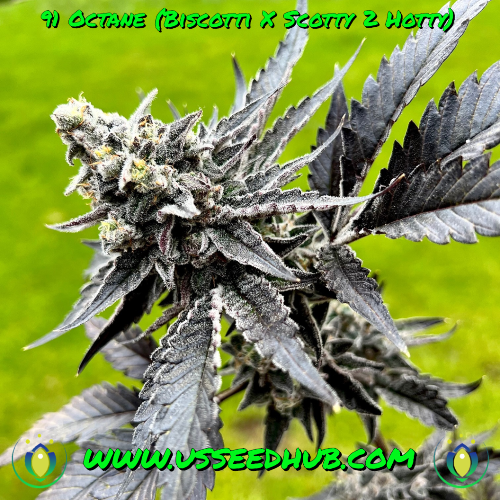 EXOTIC GENETIX 91 OCTANE FEM - US Seed Hub