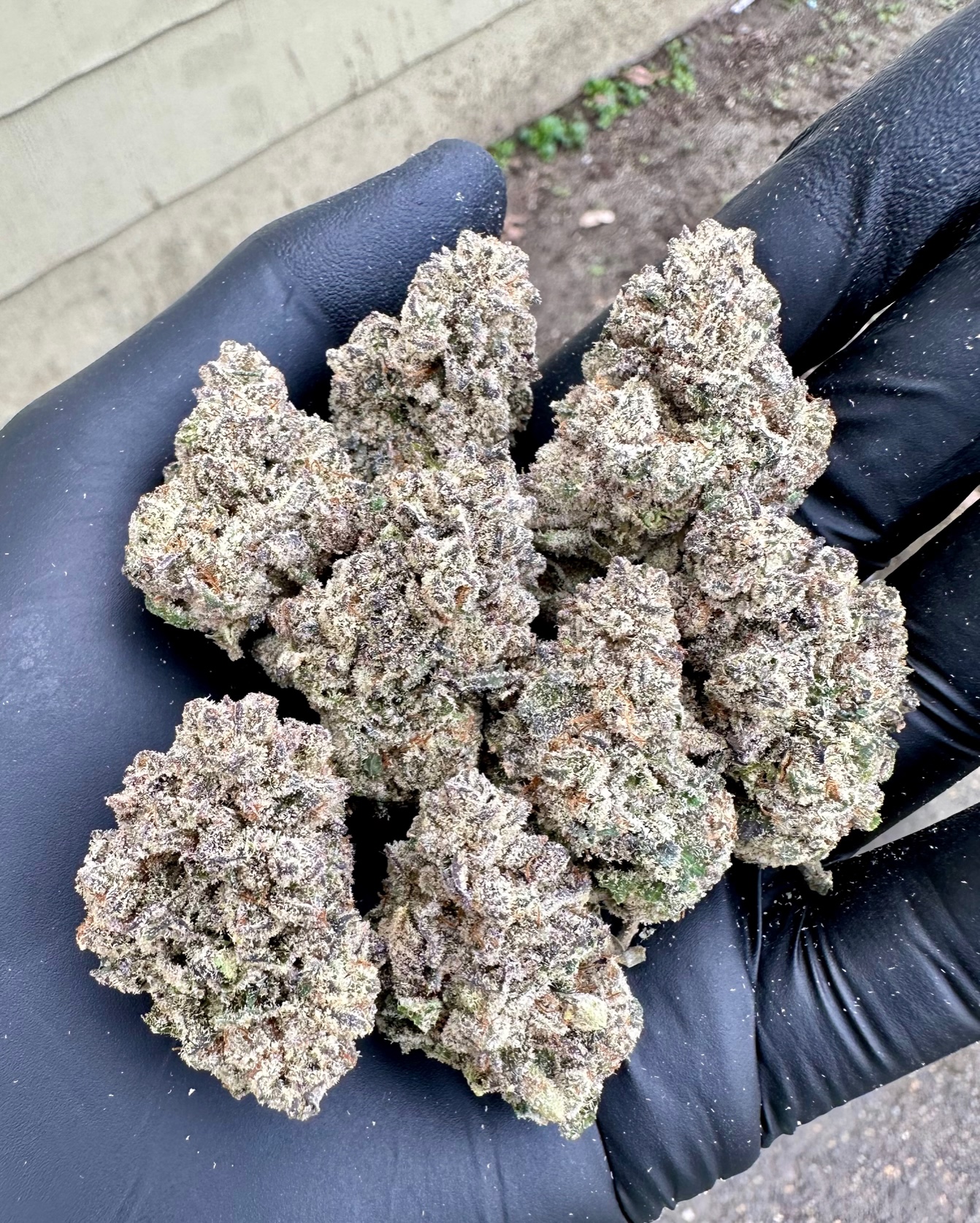 SIGMA SERIES FLAVOR BURST FEM - Plant A Seed With Us!