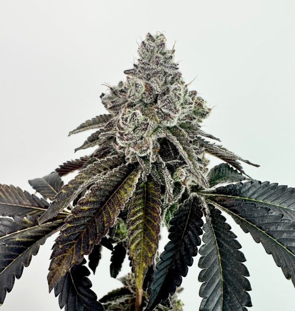SIGMA SERIES FLAVOR BURST FEM - US Seed Hub