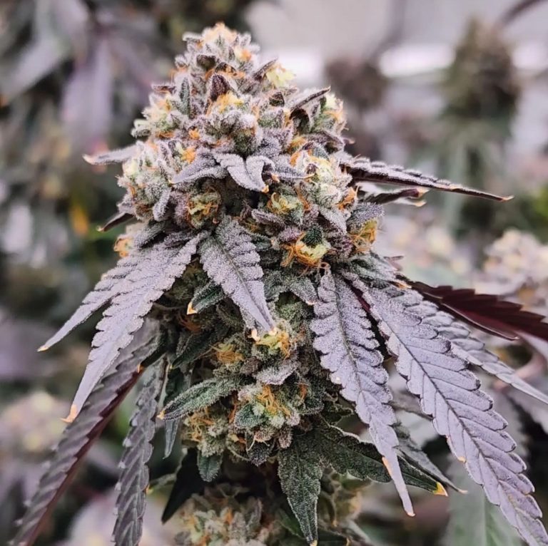 LIT FARMS Cannabis seed breeder. - US Seed Hub