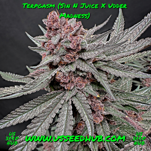 TERPGASM FULL PACK BY SOLFIRE GARDENS - US Seed Hub