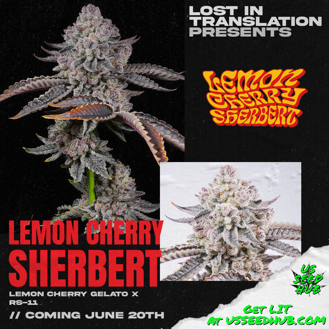 LEMON CHERRY SHERBERT FULL PACK BY LIT FARMS