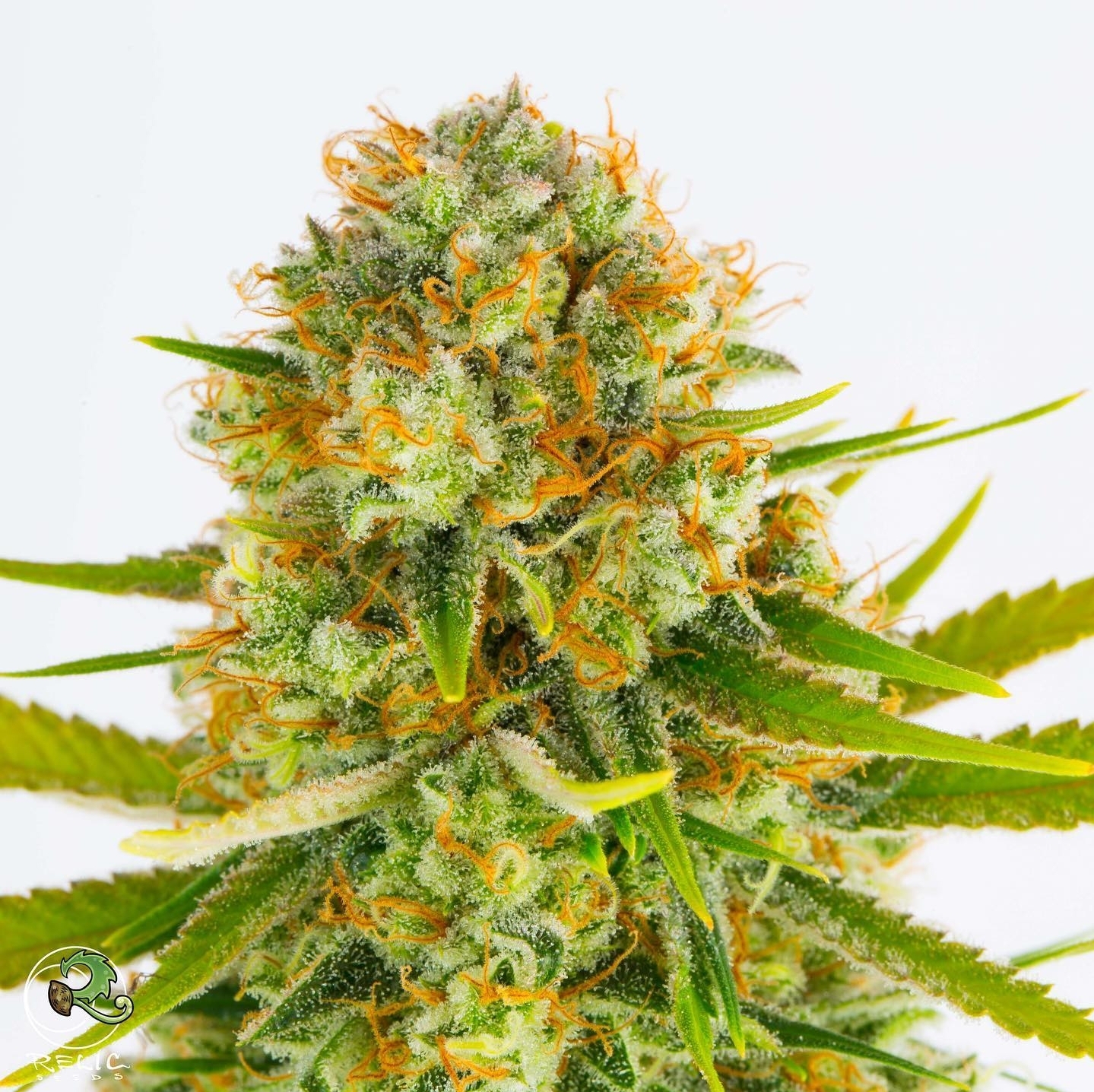 SUPER SILVER HAZE BY RELIC SEEDS *free pack included*