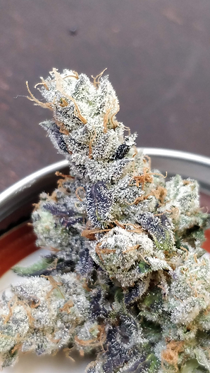 LIME GLAZE BY UMAMI SEED CO.