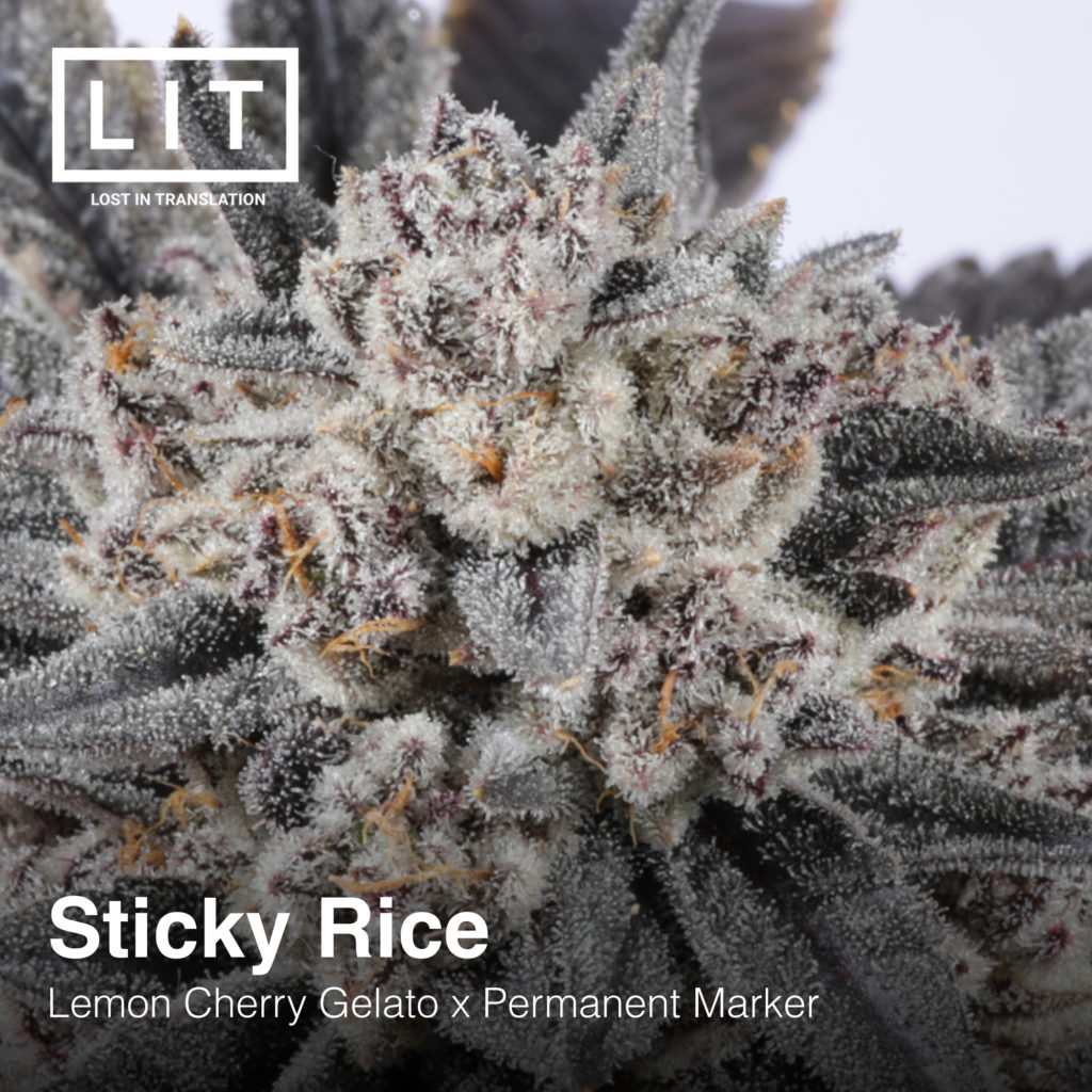 STICKY RICE FULL PACK BY LIT FARMS *Includes Freebie Pack*