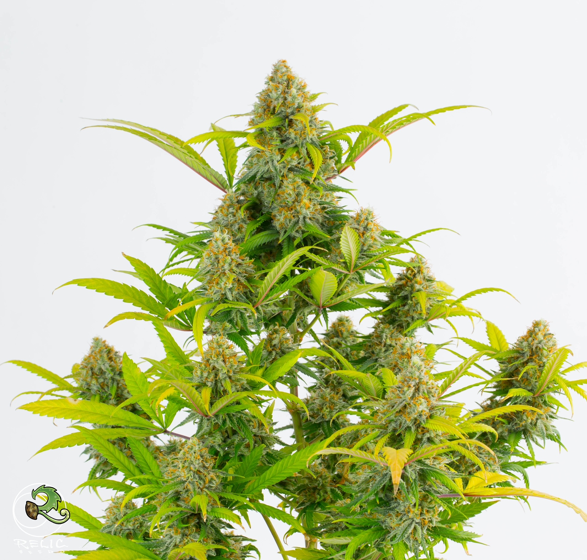SUPER SILVER CHEESE BY DYNASTY/RELIC SEEDS