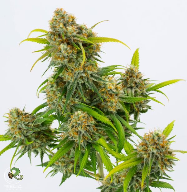 SUPER SILVER CHEESE BY DYNASTY/RELIC SEEDS