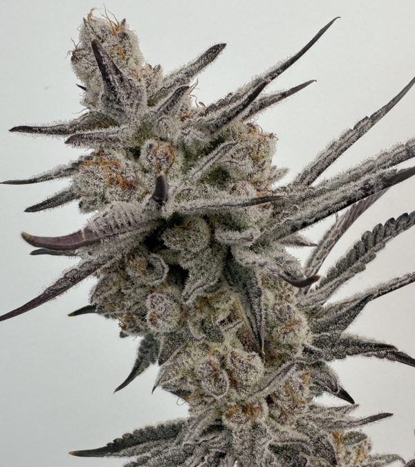 TRICH BEAST BY SOLFIRE GARDENS - US Seed Hub