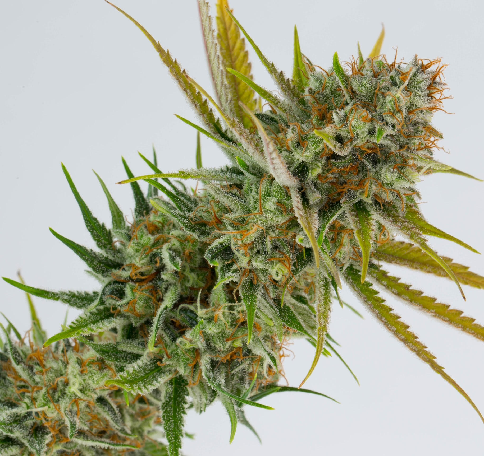 '98 HTCC SUPER SILVER HAZE BX1 BY RELIC SEEDS