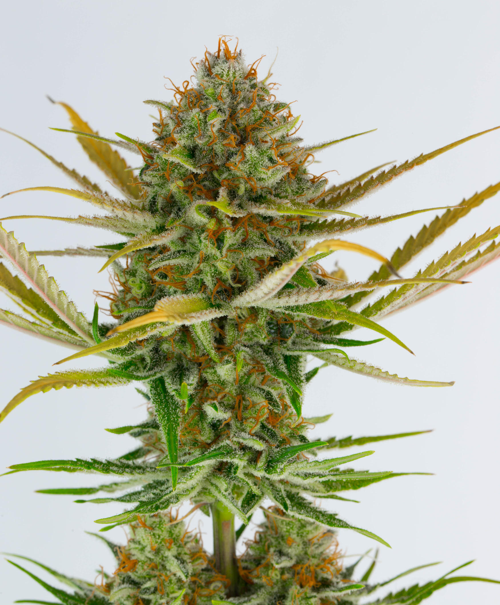 '98 HTCC SUPER SILVER HAZE BX1 BY RELIC SEEDS