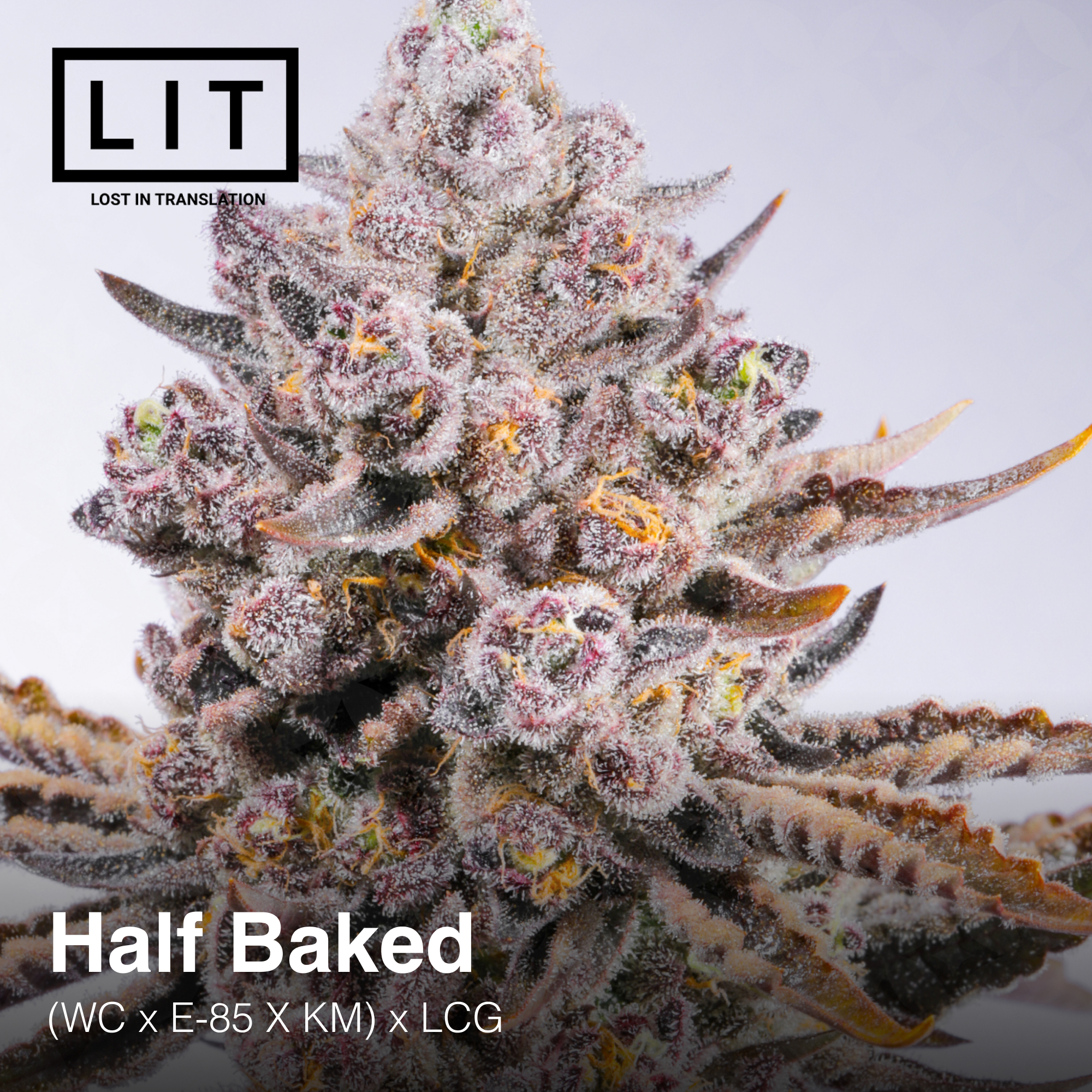 HALF BAKED BY LIT FARMS *Includes Bonus Pack*