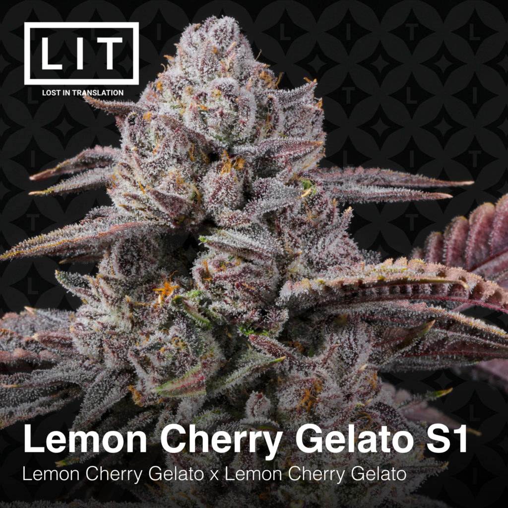 LEMON CHERRY GELATO S1 BY LIT FARMS PRESALE *Includes Bonus Pack*