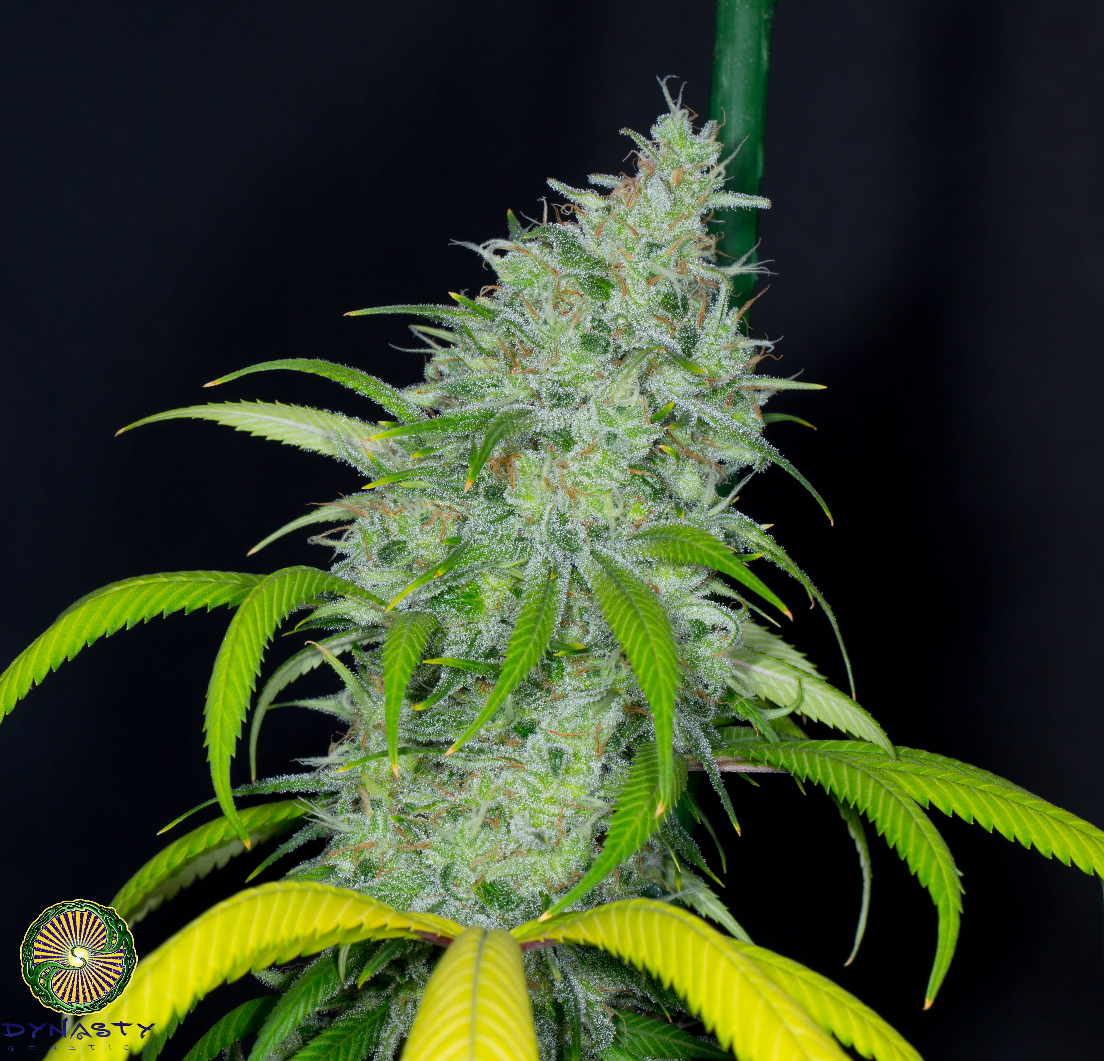 KIWI GRAPEFRUIT BY DYNASTY/RELIC SEEDS *bonus pack included*