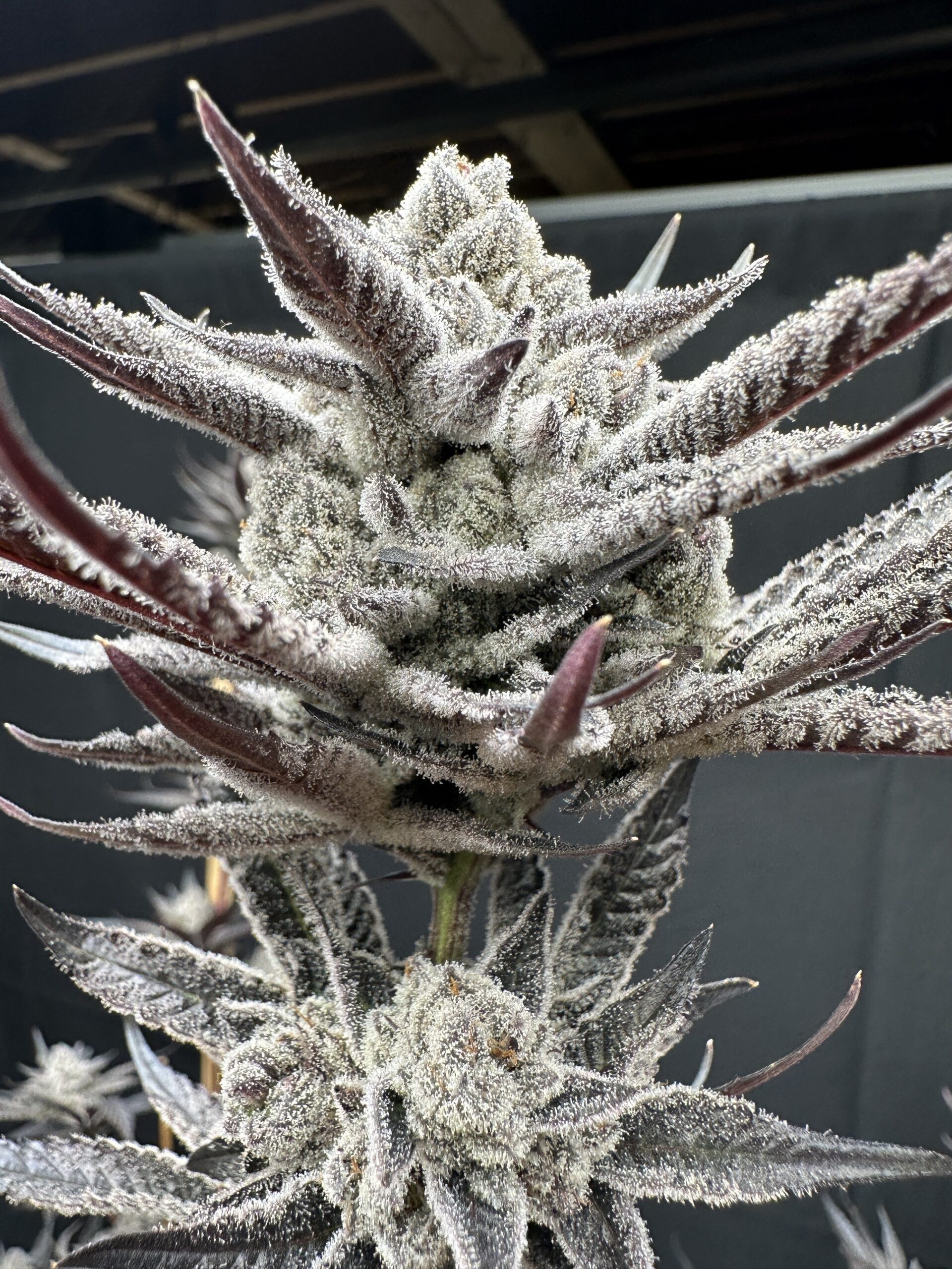 CHERRYLICIOUS BY SOLFIRE GARDENS - Plant A Seed With Us!
