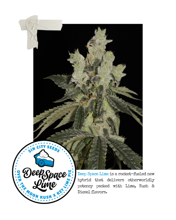 DEEP SPACE LIME BY SIN CITY SEEDS *Includes Bonus Pack*