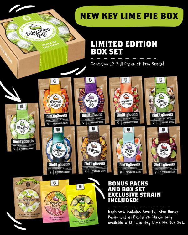 KEY LIME PIE BOX EXCLUSIVE BY SIN CITY SEEDS