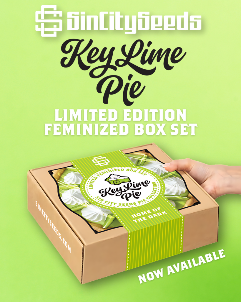 KEY LIME PIE BOX EXCLUSIVE BY SIN CITY SEEDS