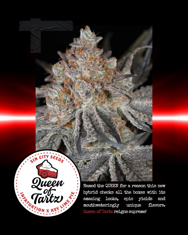 QUEEN OF TARTZ BY SIN CITY SEEDS *Includes Bonus Pack*