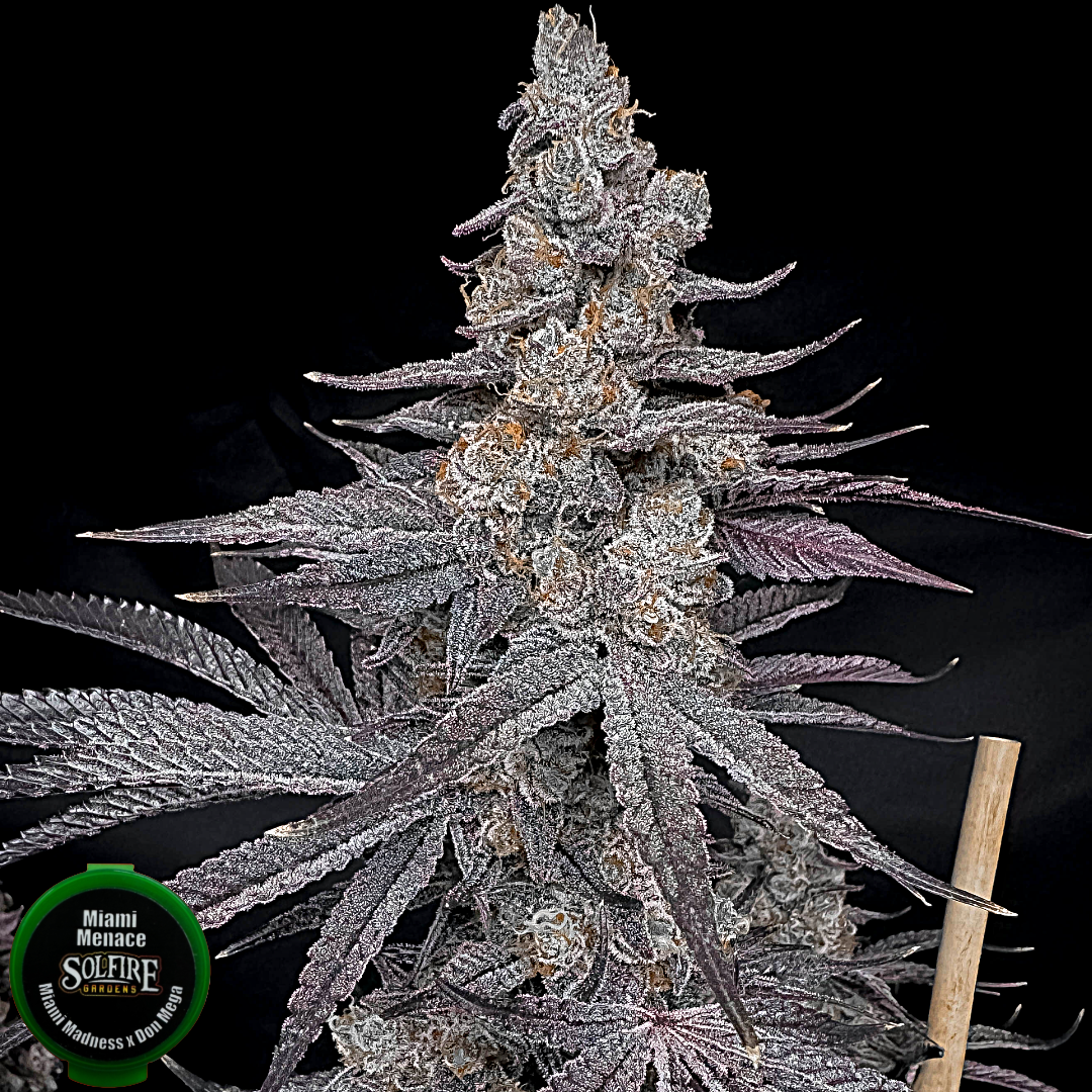 DON MEGA COLLECTORS SET BY SOLFIRE GARDENS *LIMITED* - Plant A Seed With Us!