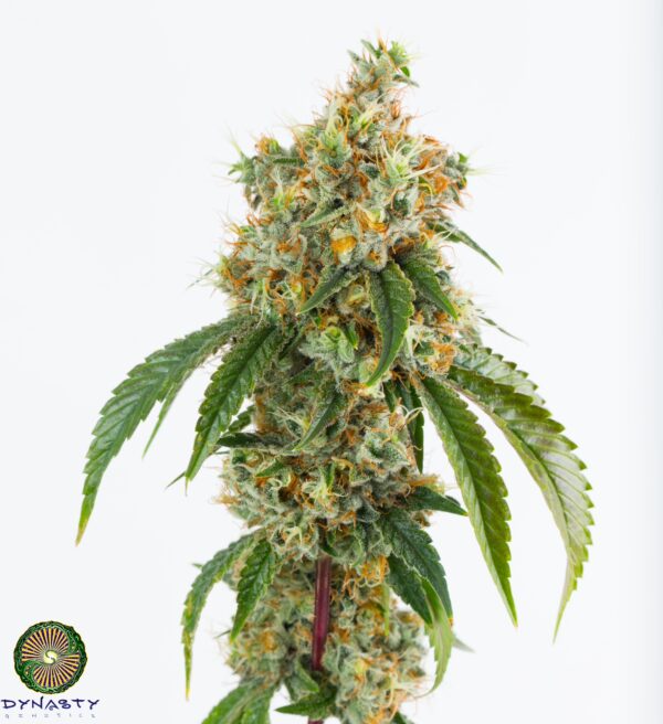 RUBY RED GAS BY DYNASTY/RELIC SEEDS