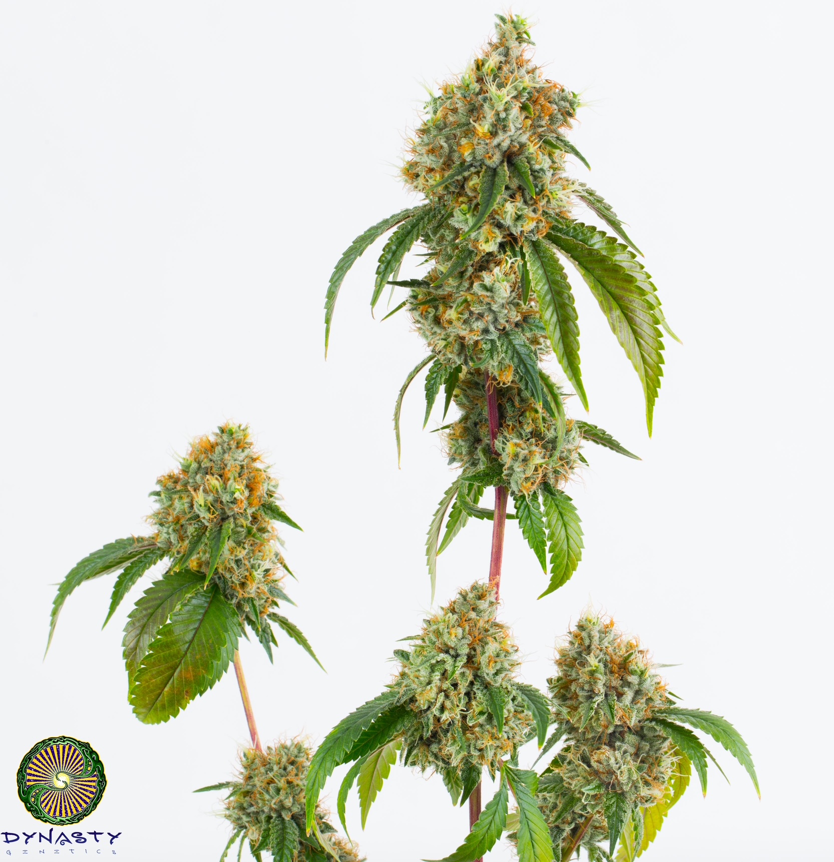 RUBY RED GAS BY DYNASTY/RELIC SEEDS