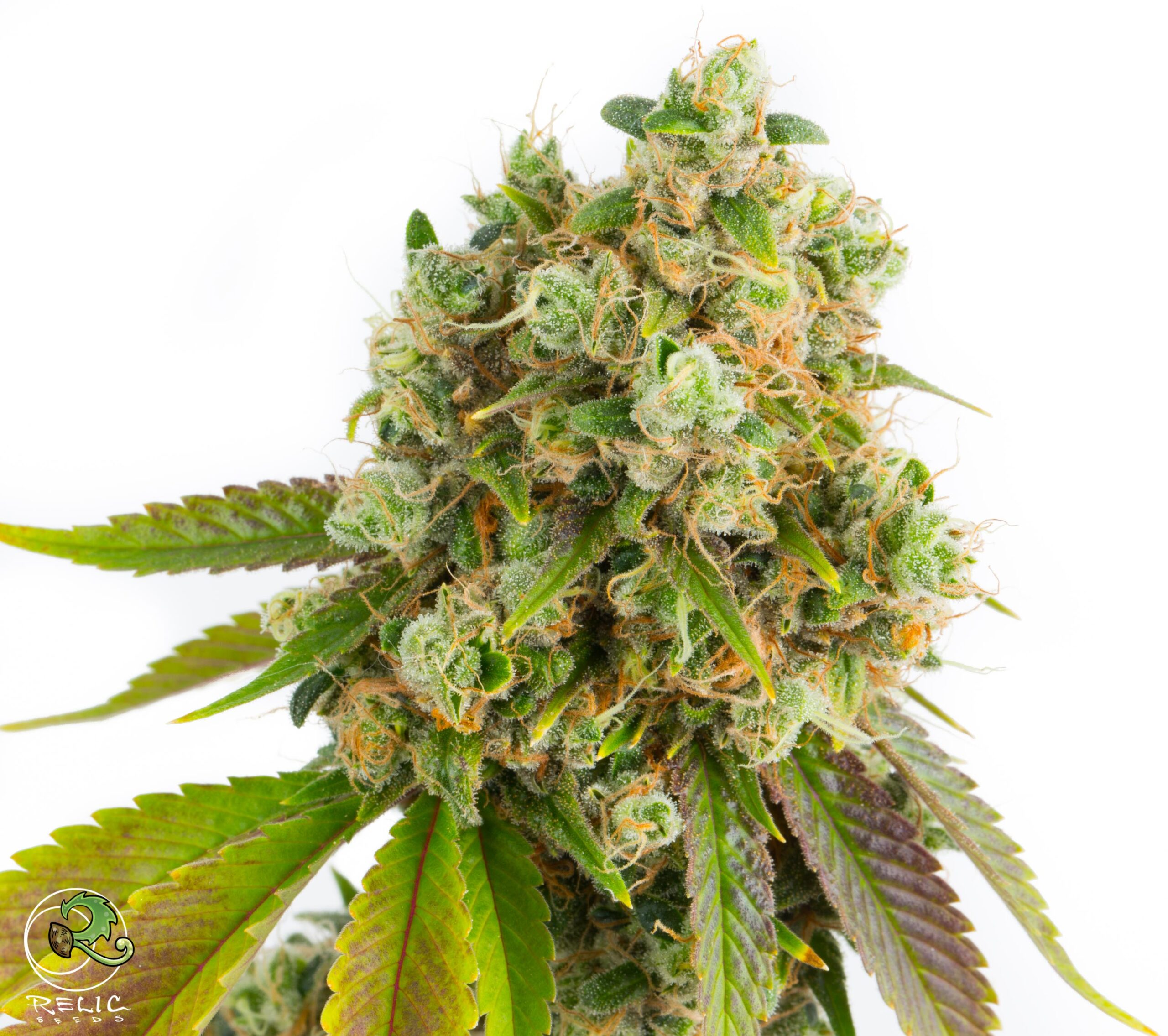 SOUR DIESEL BY RELIC SEEDS *bonus pack included*
