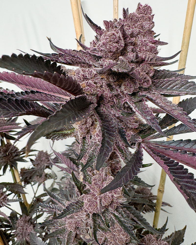 STRAWMATTA BY SOLFIRE GARDENS - Plant A Seed With Us!