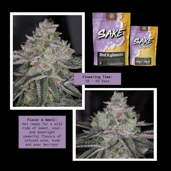 SAKE FEM BY SIN CITY SEEDS *Includes Freebie Pack*