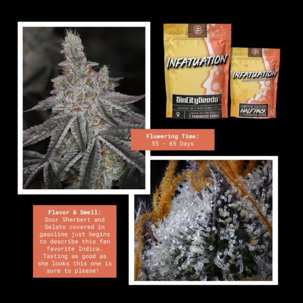 INFATUATION FEM BY SIN CITY SEEDS *Includes Freebie Pack*