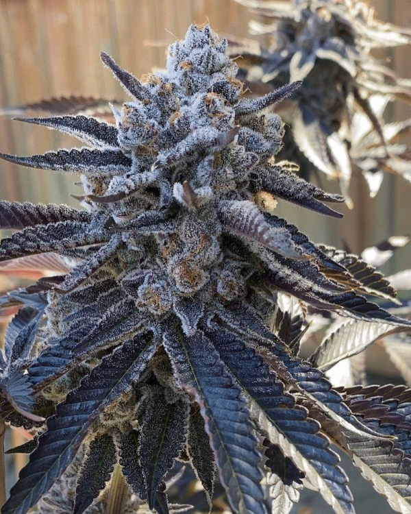 BAHAMA BERRY BY SOLFIRE GARDENS - Plant A Seed With Us!