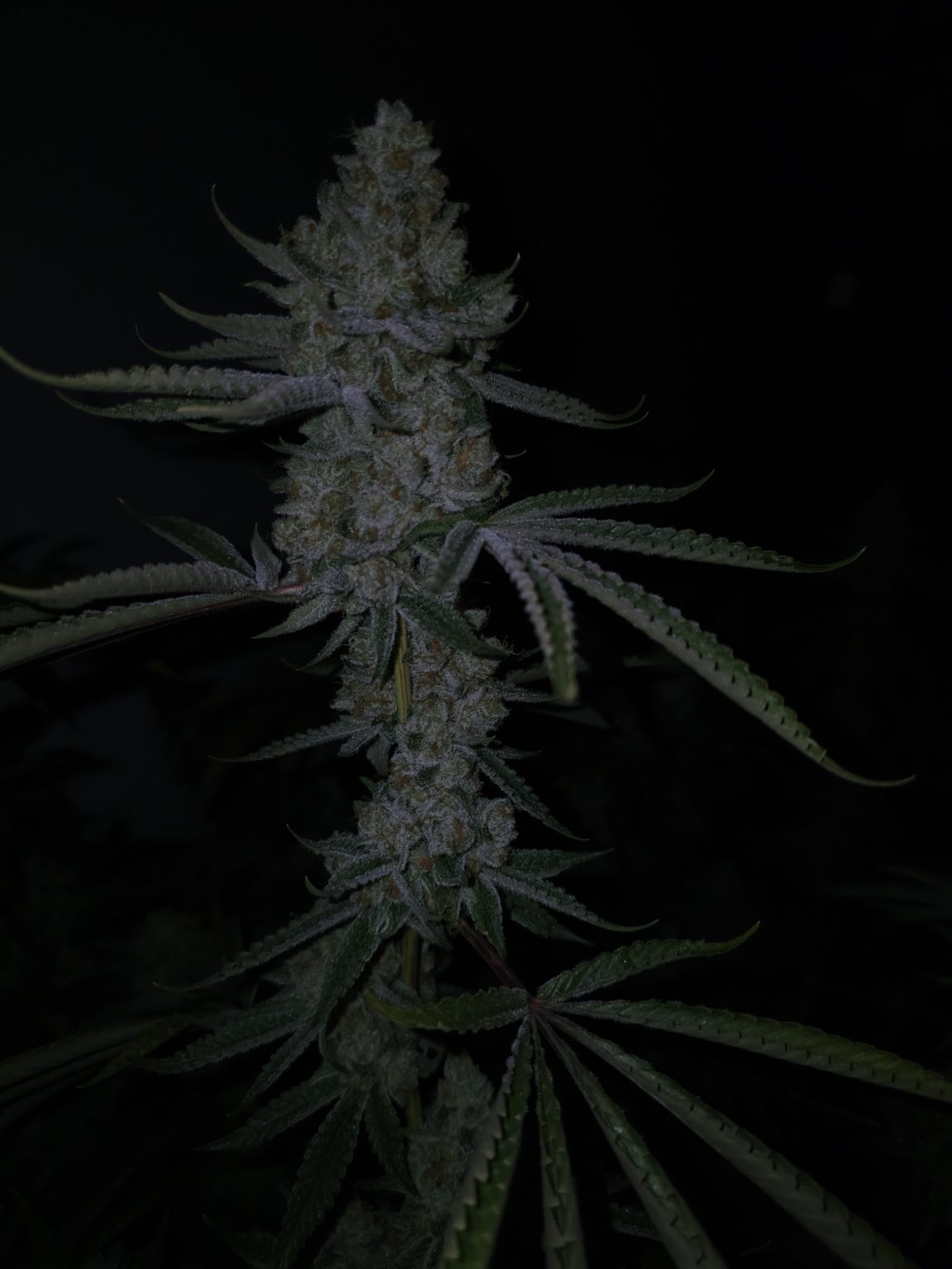 TERPULATOR BY CAPULATOR - Plant A Seed With Us!